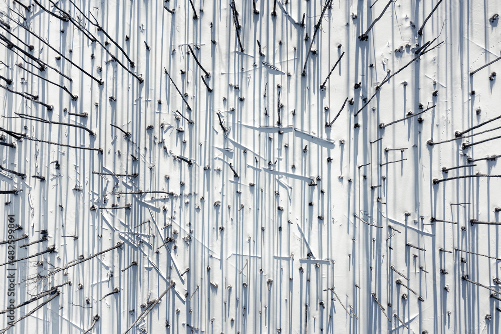 Abstract nature pattern, aerial view of dead trees in the snow with ...