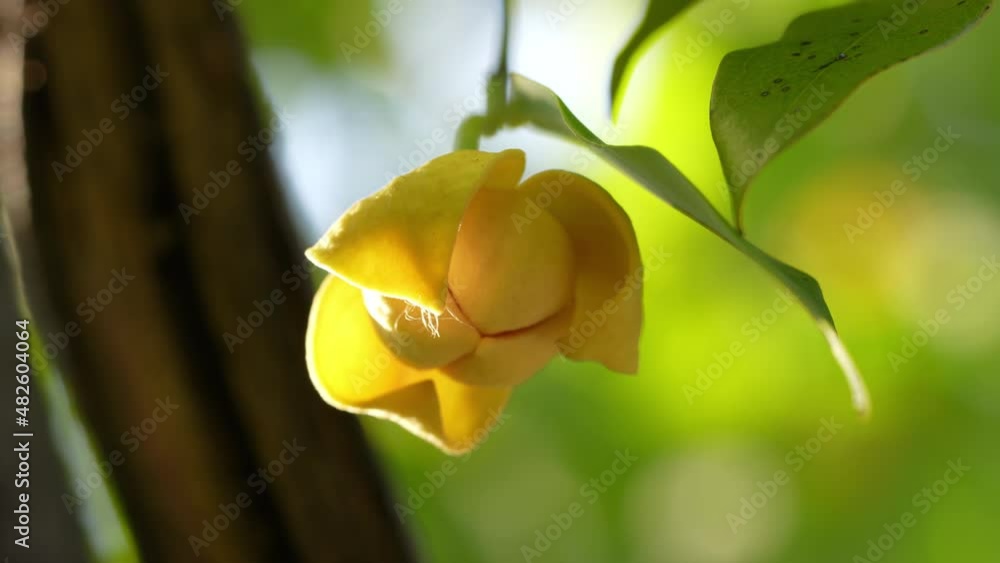 Yellow Rumdul flower or White Cheese wood over green natural Blur ...