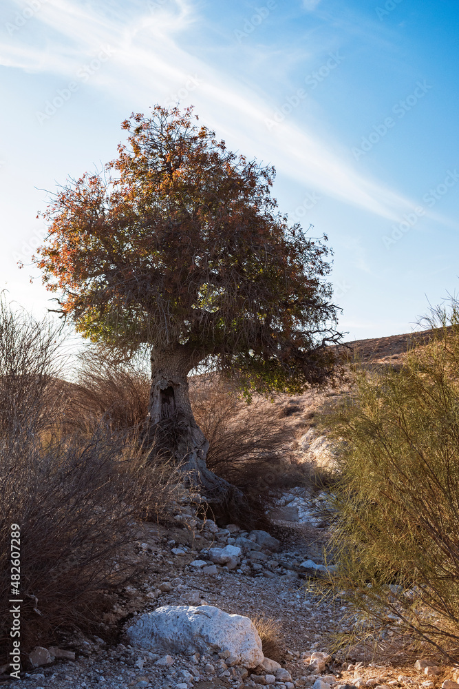 Backlit Atlantic pistachio Pistacia atlantica tree in a sandy dry ...