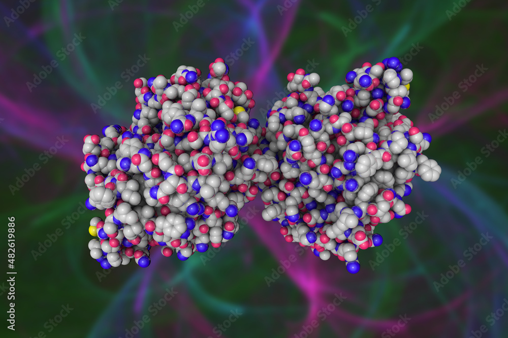 Space-filling molecular model of human gastric lipase, an acidic lipase ...