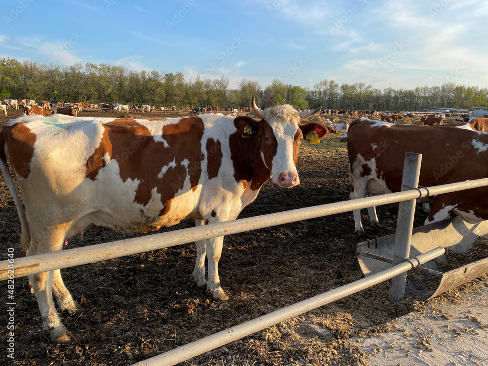 large horizontal photo. big brown cow with white spots in a stall on a ...