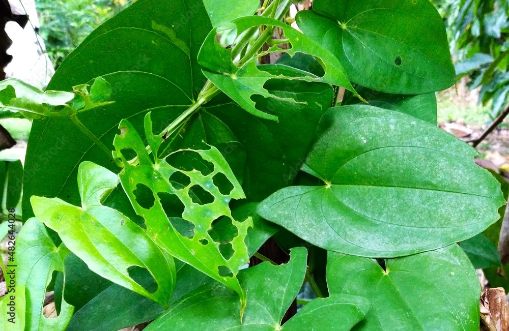 White UWI plants are root crops as an alternative source of food and ...