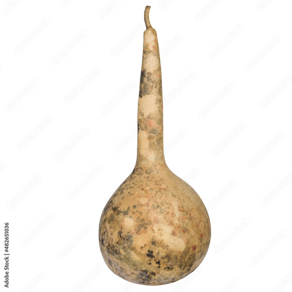 Old calabashes on a white background. Bottle gourd or lagenaria ...