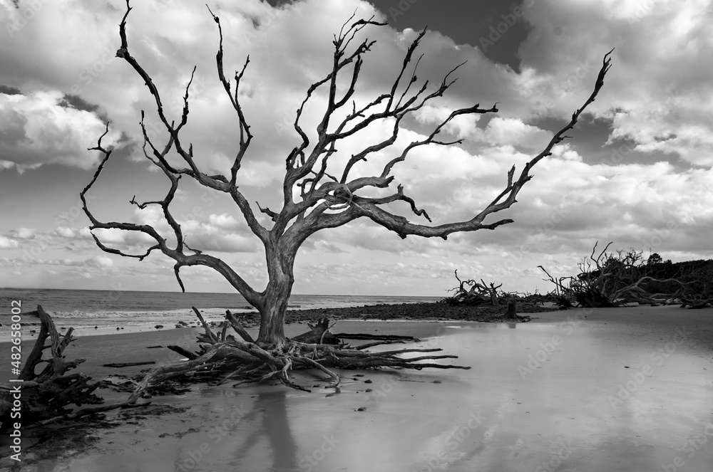 Tree on the beach in black and white at Driftwood Beach on Jekyll ...
