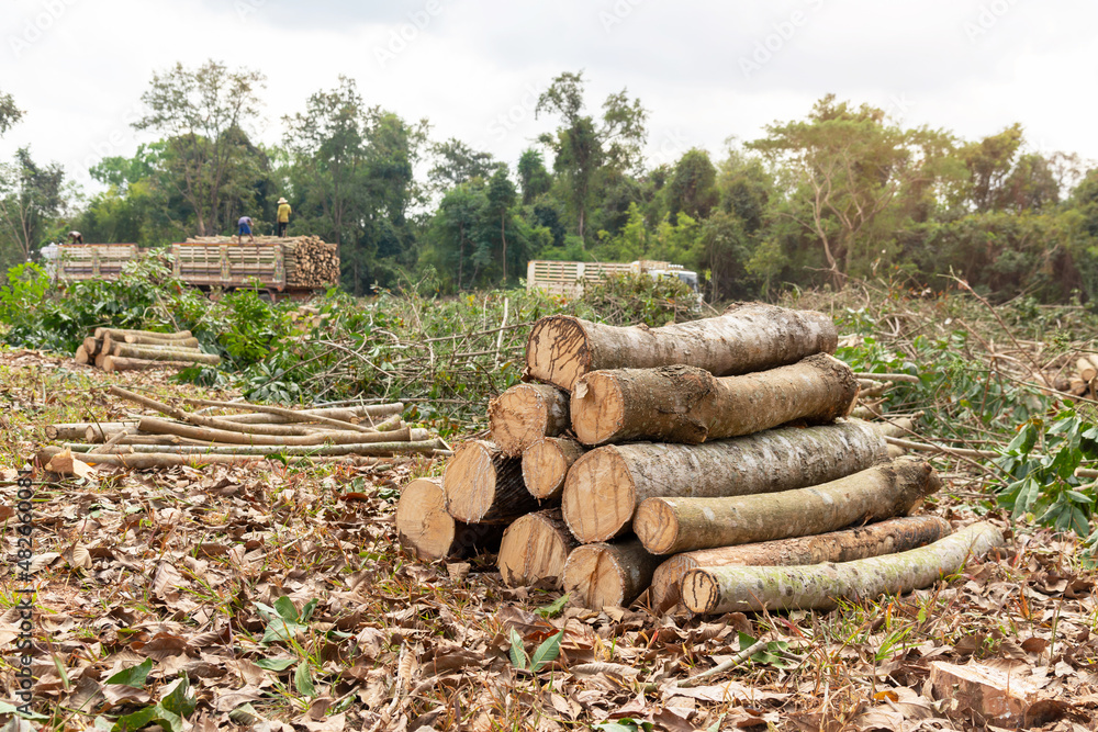 Logs of rubber tree, Raw Rubber tree, Para rubber Tree cut lumber ...