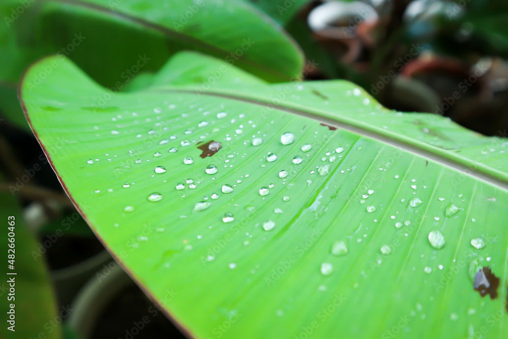banana plant, blood banana or Musa acuminata or Musa balbisiana. Stock ...