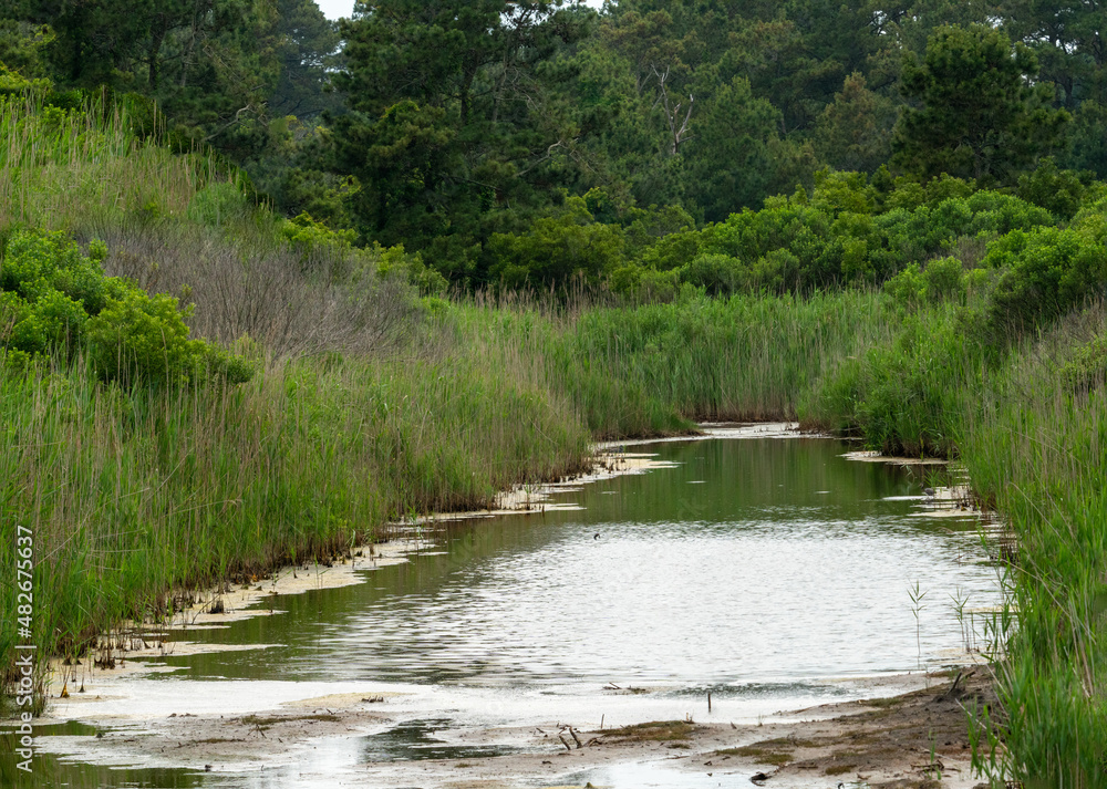 a flooded wetland pool of collected fresh rainwater along brackish ...
