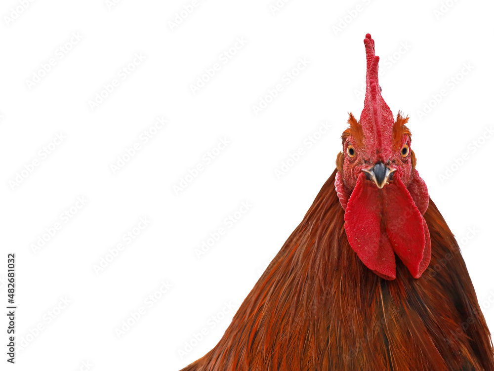 male chicken, rooster head looks straight into the cam isolated on a ...