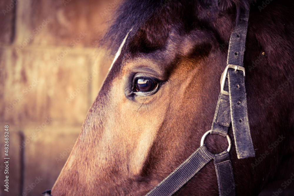 Cabeza de caballo de perfil con mirada fija al frente Stock Photo ...