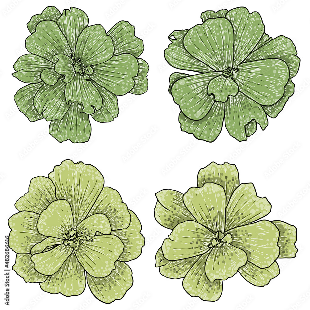 Water Lettuce flower set, green water plant hand drawing collection ...