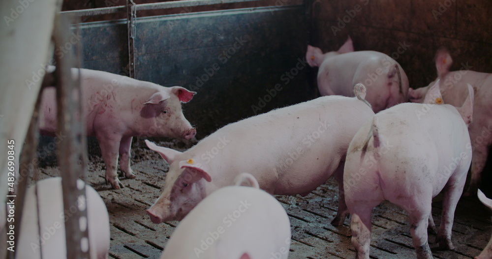 Pigs at Livestock farm. Pork Production, Livestock, Swine. Stock Photo ...