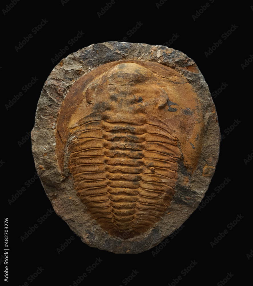 Large cambrian trilobite fossil specimen Stock Photo | Adobe Stock
