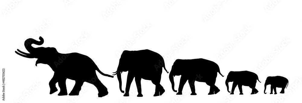 Herd of elephants walking in line vector silhouette illustration ...