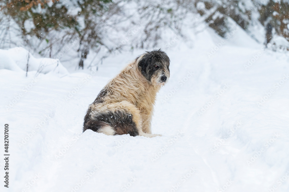 Sad dog portrait in snow Stock Photo | Adobe Stock