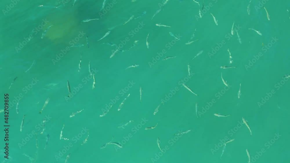 EL TULE BEACH LOS CABOS BCS MEXICO-2021: Many Fish Swimming In Random ...