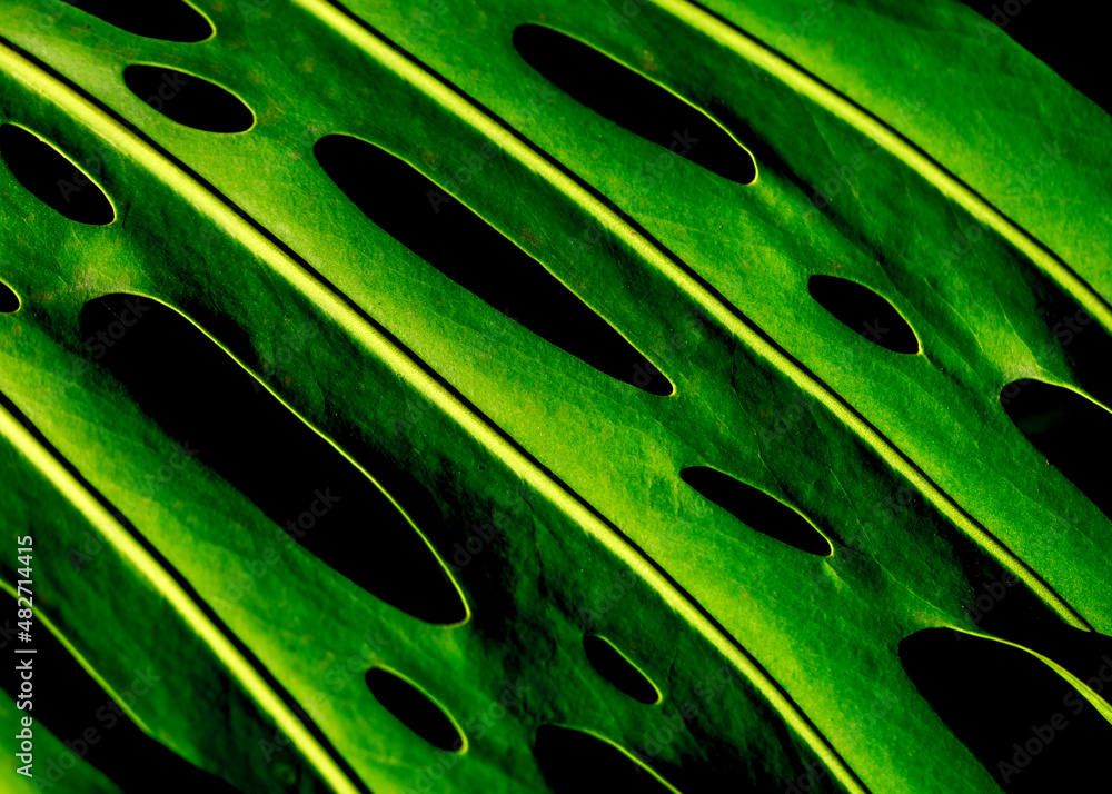 Beautiful green leaf which texture is highlighted by the contrast of ...