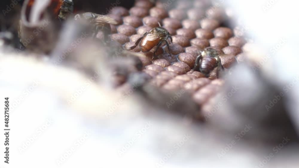 Looking inside a beehive in the Amazon rainforest filled with ...