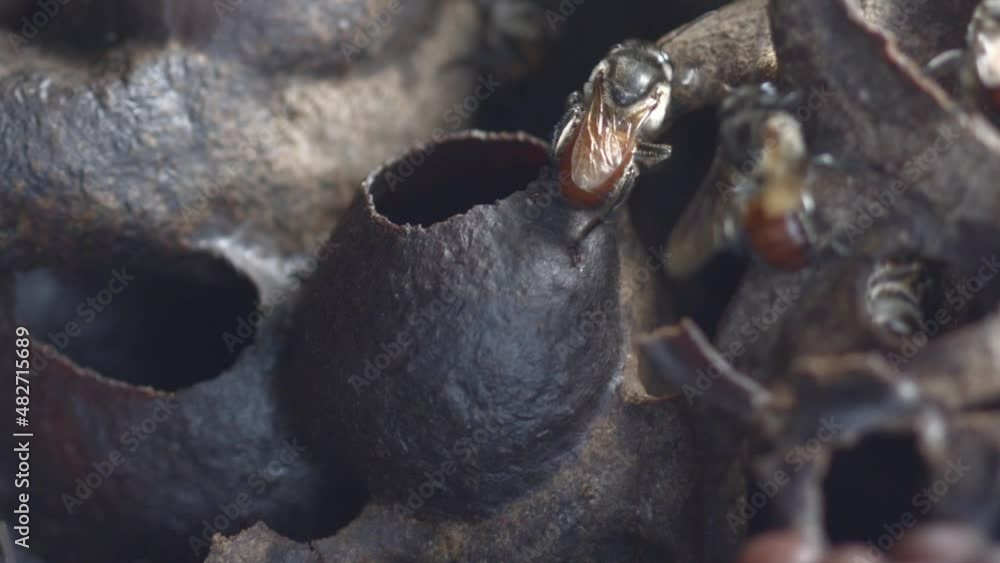 Honey bees in the Amazon rainforest entering and exiting the beehive ...