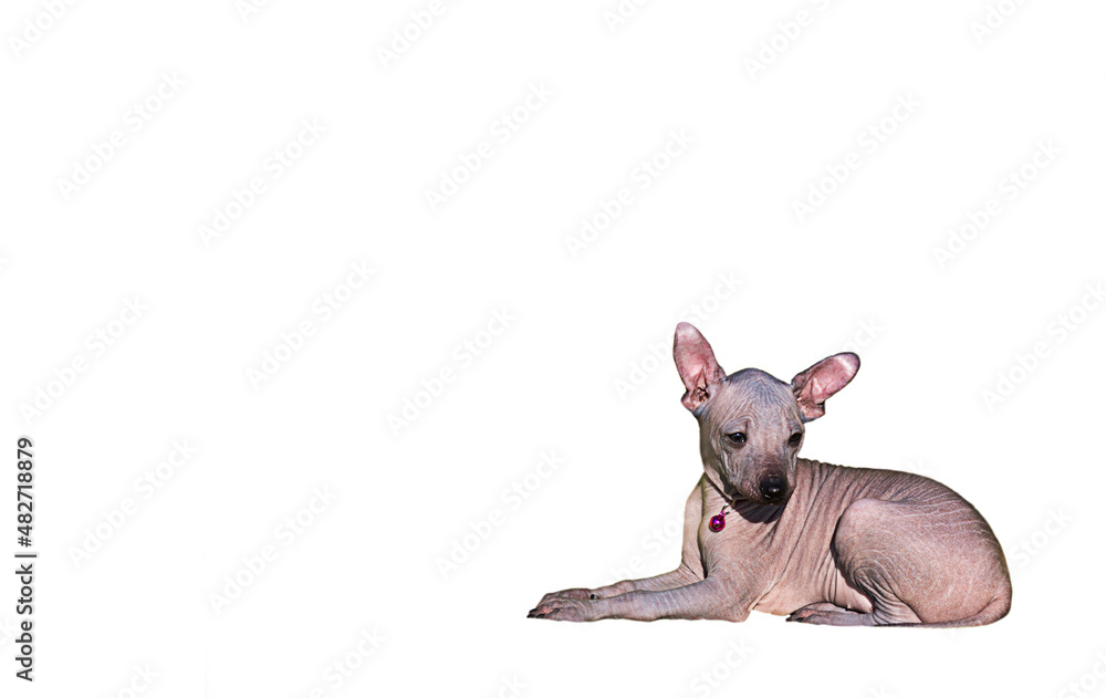 The puppy lies and looks away. A small dog without fur on a white ...