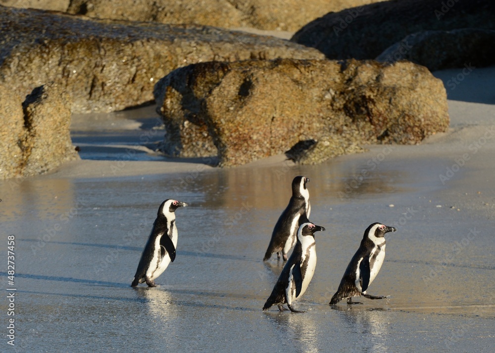 African penguins walk out of the ocean on the sandy beach. African ...
