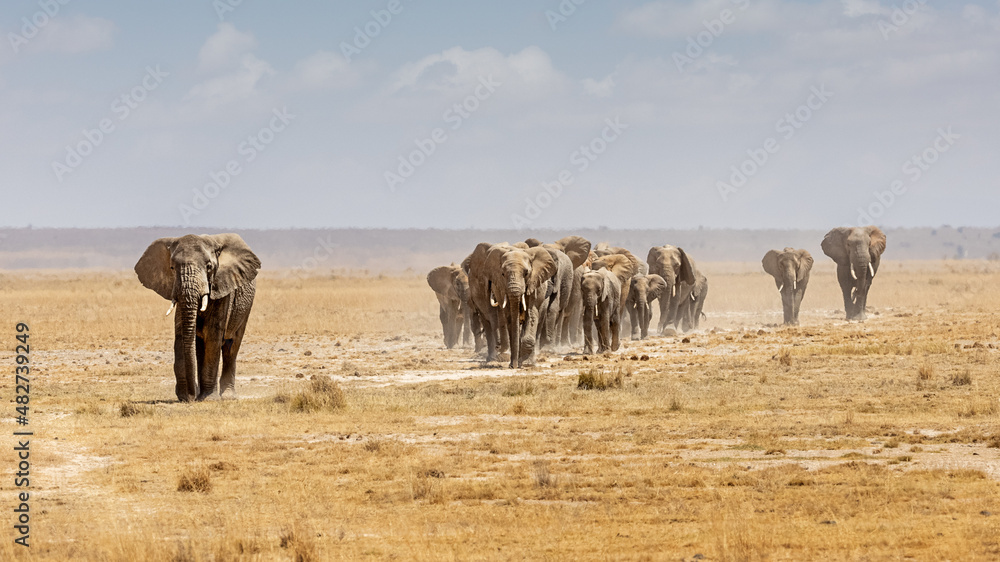 A line of African elephants walk down a path over a dry lake bed in ...