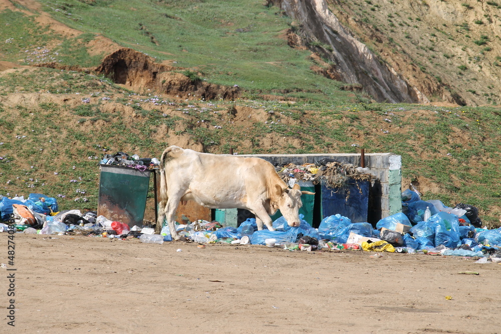 Pollution of nature and environment. The cow eats in the trash. Garbage ...