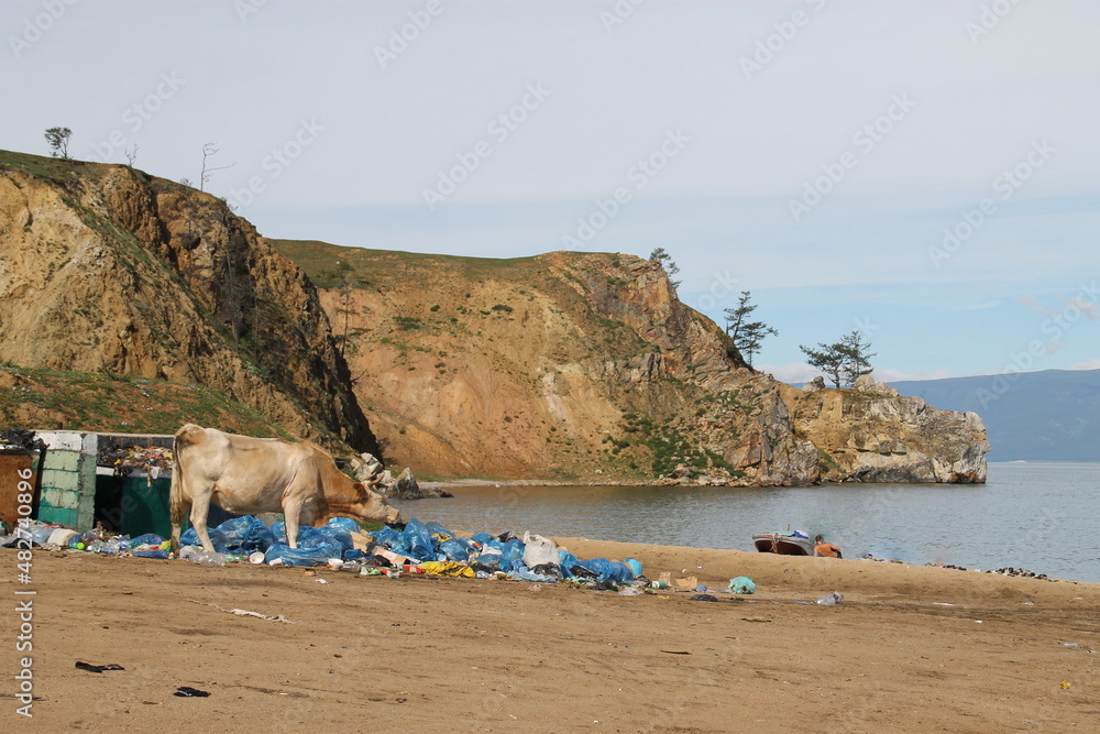 Pollution of nature and environment. The cow eats in the trash. Garbage ...