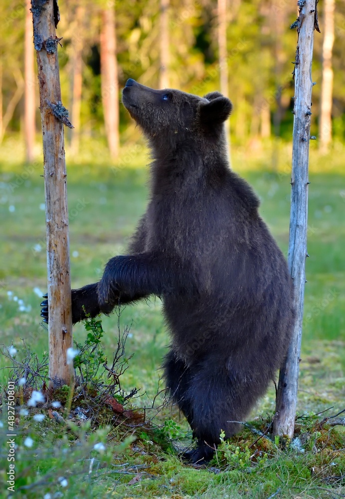 The Cub of Brown Bear (Ursus Arctos) standing on hinder legs in the ...