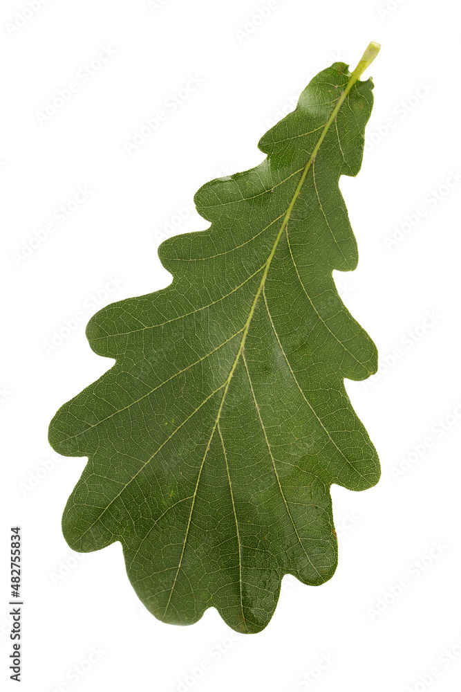 Quercus Robur Leaf