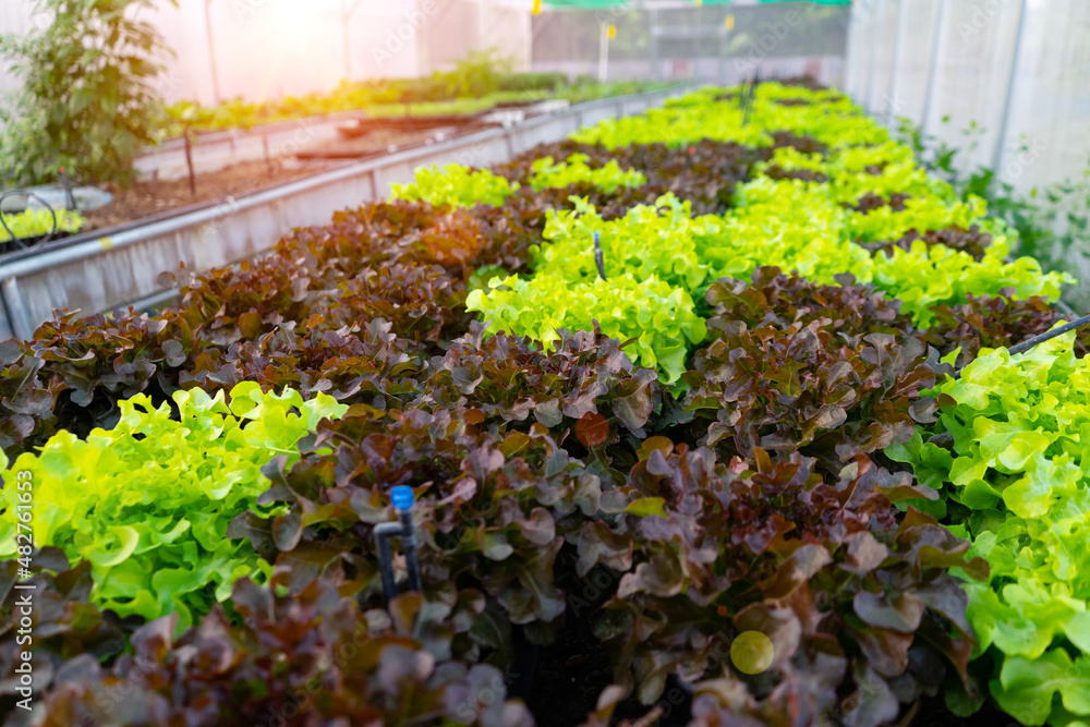 The red and green Batavia lettuce vegetables with sprinkler system in ...