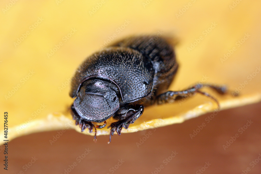 Onthophagus ovatus dung beetle. Small dung beetle in the family ...