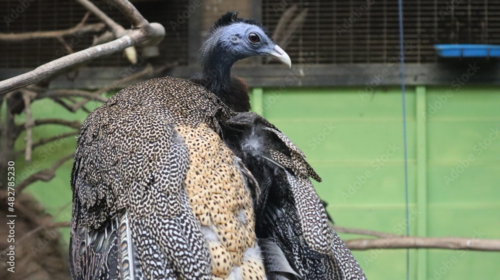 Kuau raja (Argusianus argus) is a bird in the Phasianidae tribe ...
