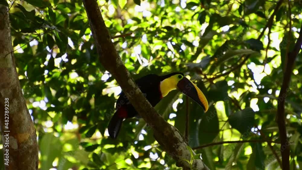 Chestnut-Mandibled toucan with a giant beak looking around curiously ...