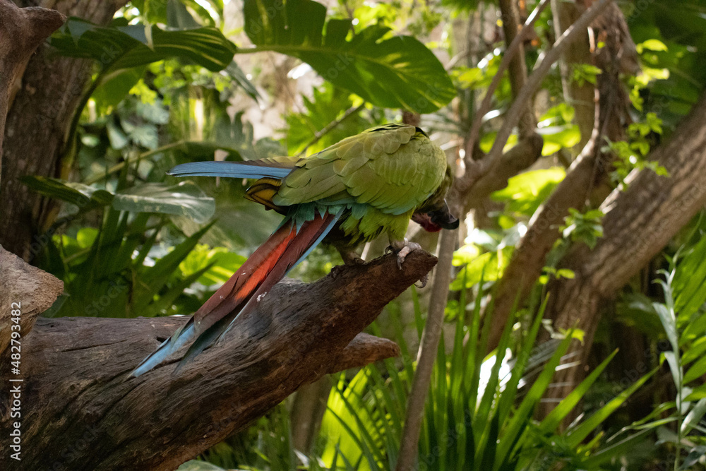 military macaw, military parrot, macaw, military, parrot, amazing ...