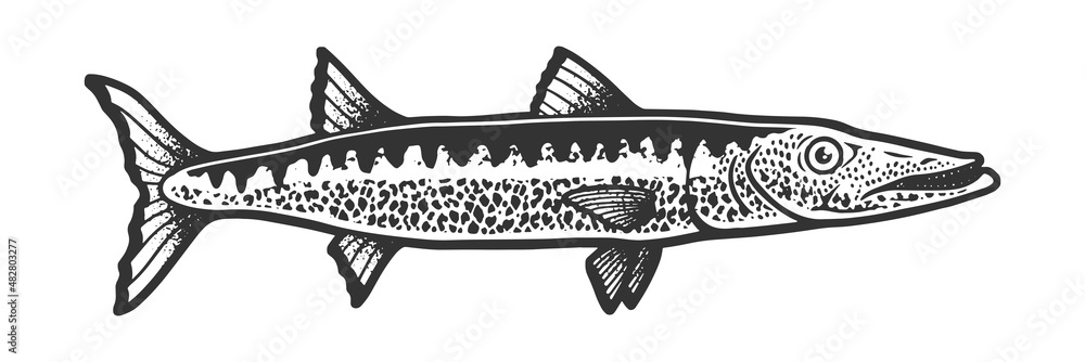 Barracuda fish sketch engraving vector illustration. T-shirt apparel ...