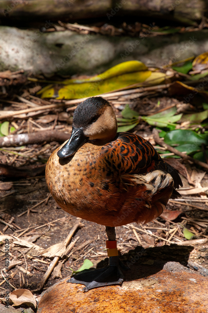 Sydney Australia, wandering whistling duck standing on one leg in ...