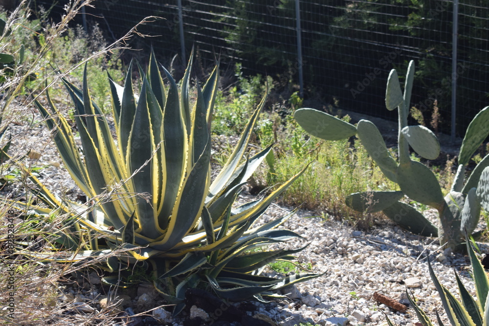 Agave americana var. variegata plant with yellow and green leaves Stock ...