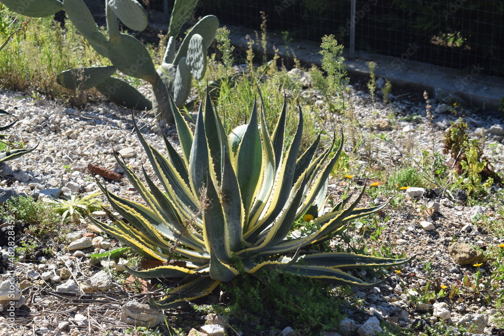 Agave americana var. variegata plant with yellow and green leaves Stock ...