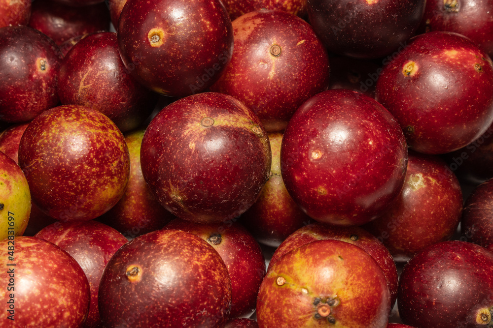Camu camu fruits, a native plant of the Amazon, it is common to find ...