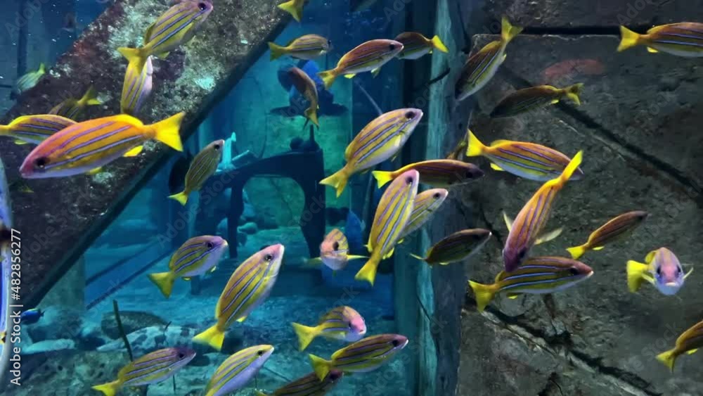 Fish swim between destroyed buildings. Amazing marine life underwater ...