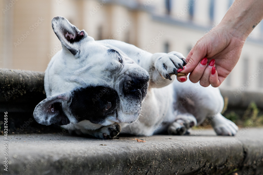 Bully Stock Photo | Adobe Stock