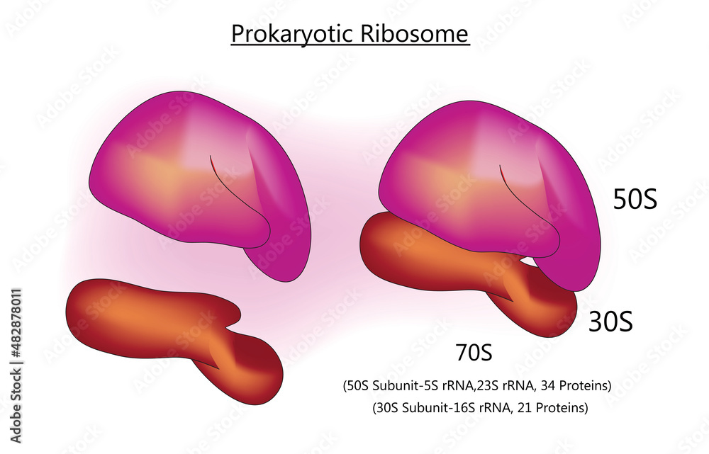 prokaryotic ribosome anatomy (ribosomes are scattered and floating ...