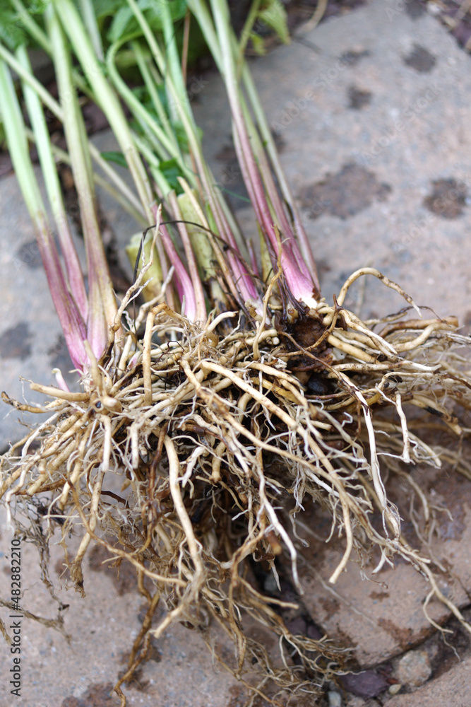 Vertical image of a clump of common valerian (Valeriana officinalis ...