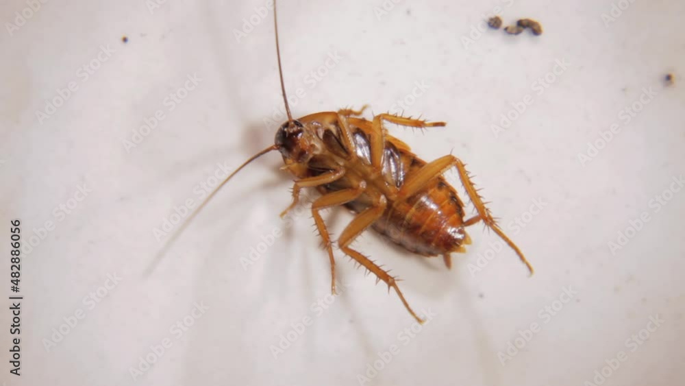 A dying cockroach, barely moving while on the floor, flipped on its ...