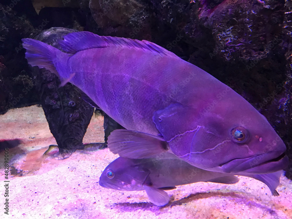 Multi-colored beautiful fish swim in an aquarium or underwater in the ...