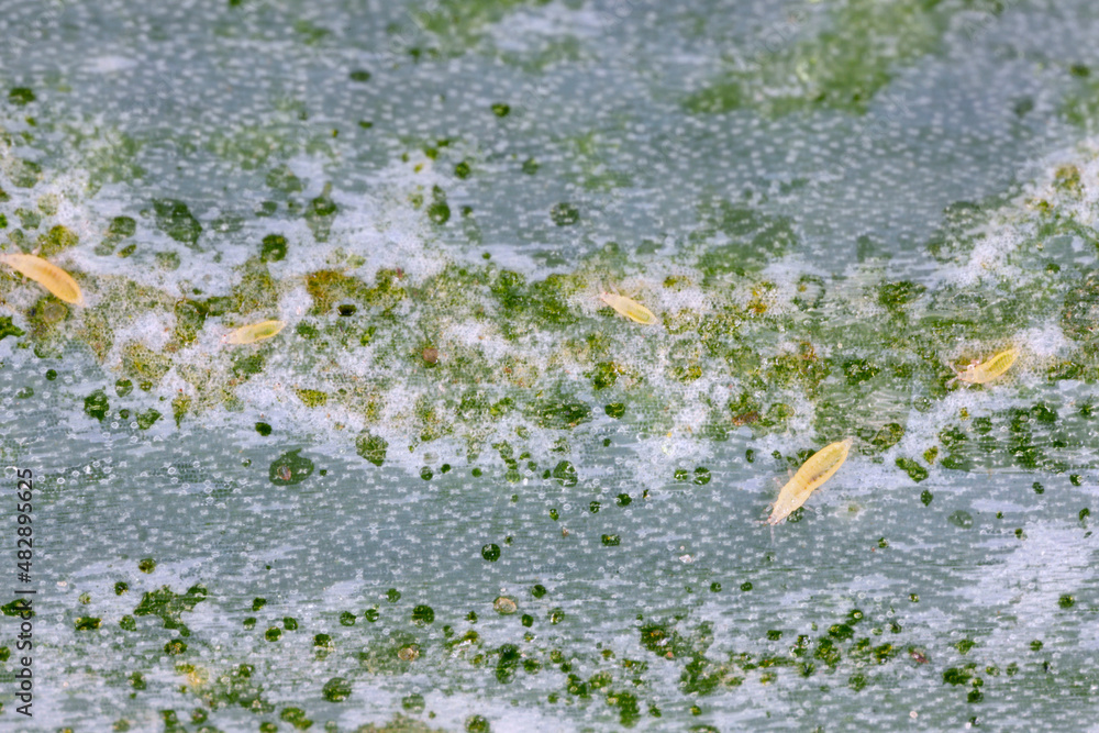 Onion leaves destroyed by thrips. They are dangerous pests of many ...