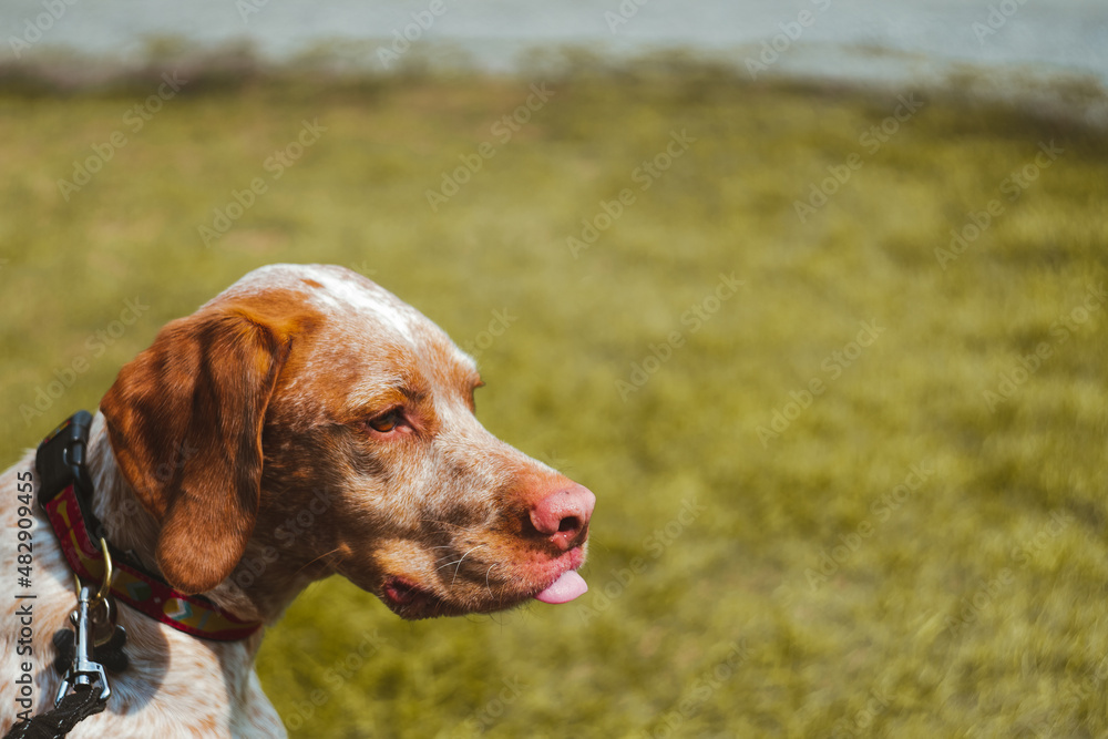 Beautiful and unique orange colored French Pointer dog with tongue out ...