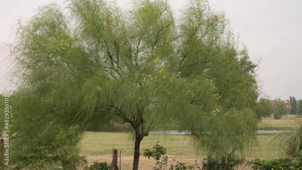 Pan of a Parkinsonia aculeata, also known as Mexican palo verde tree ...