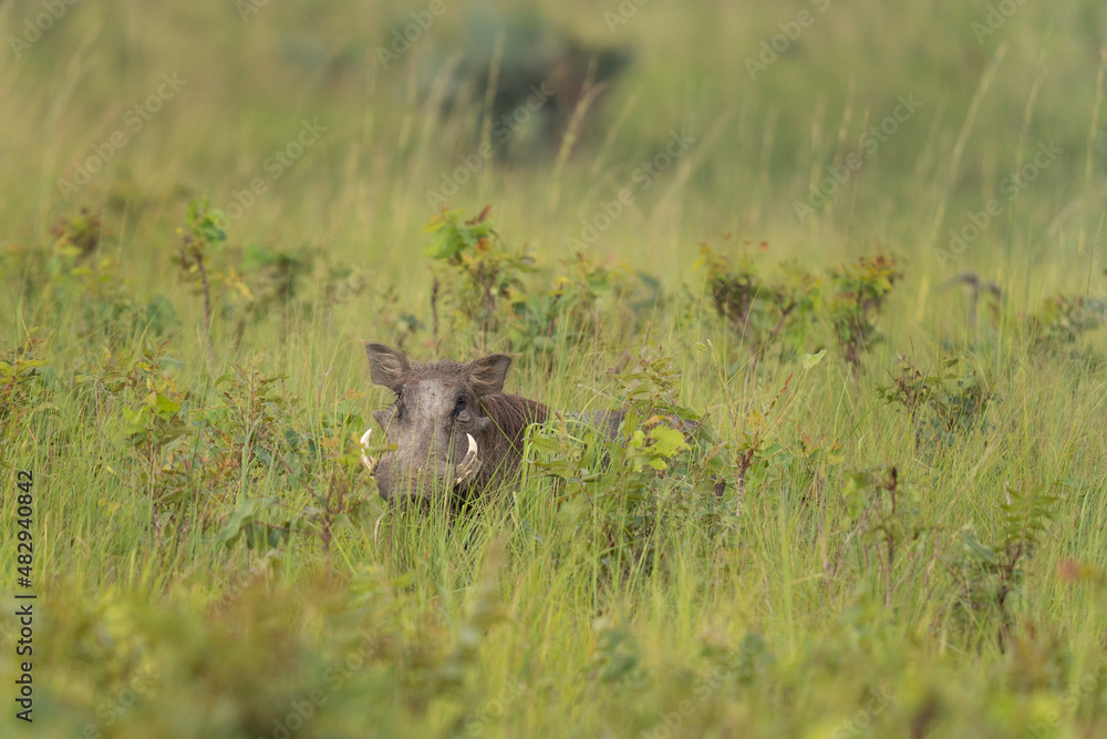 Common warthog in the Lake Mburo National park. Safari in Uganda. Calm ...