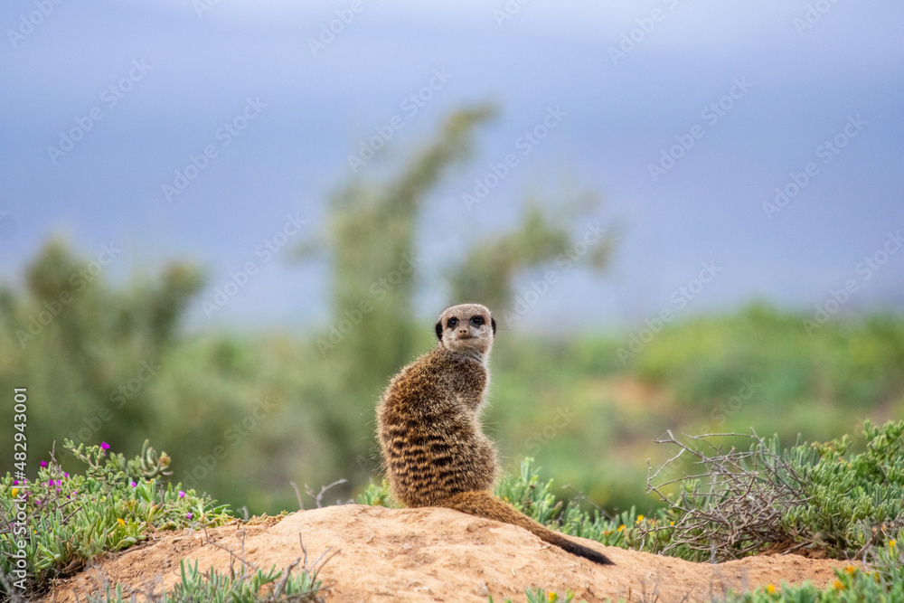 Meerkat In The Morning Stock Photo | Adobe Stock